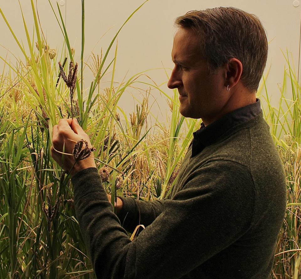 Breakthrough Genome Analysis by Devos Lab Promotes Food Security ... Breakthrough Genome Analysis by Devos Lab Promotes Food Security ...